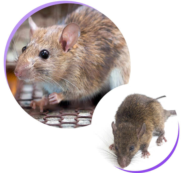 Natural Rat Control Services in Chitlapakkam | Since 1992