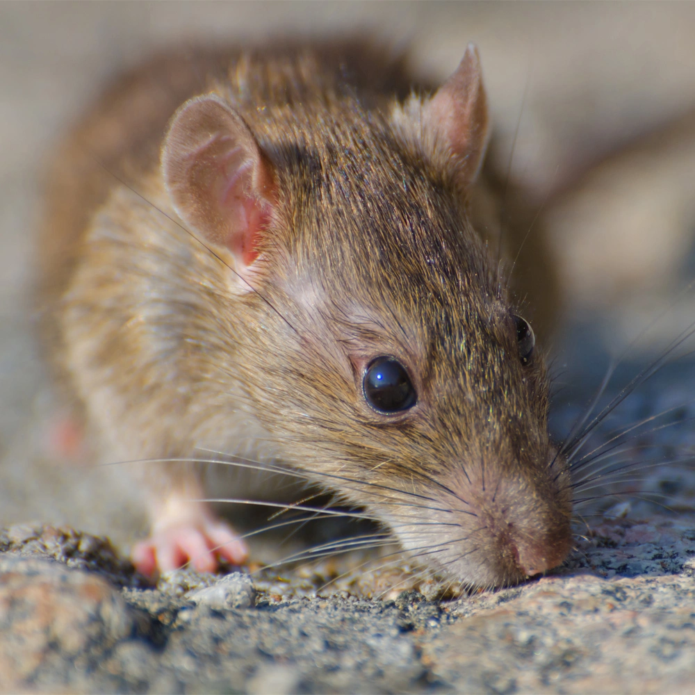 Natural Rat Control Services in Chitlapakkam | Since 1992